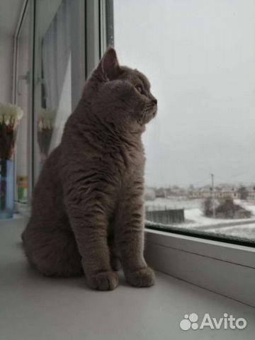 Британские котята