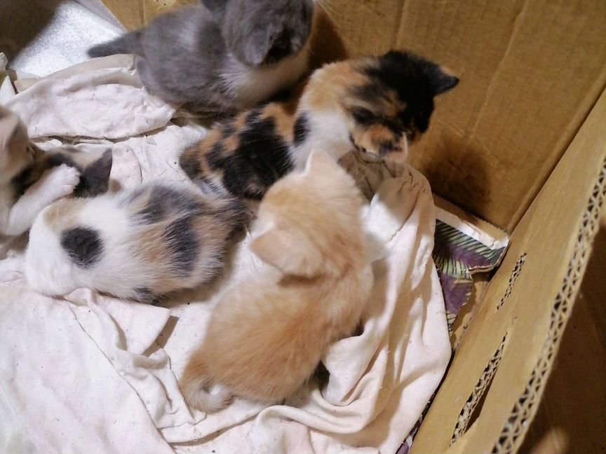 Отдам в добрые руки котят от мамы крысыловки
