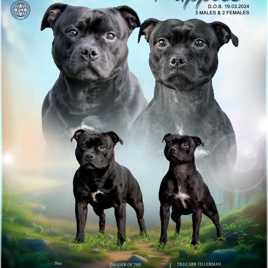 Щенки стаффи