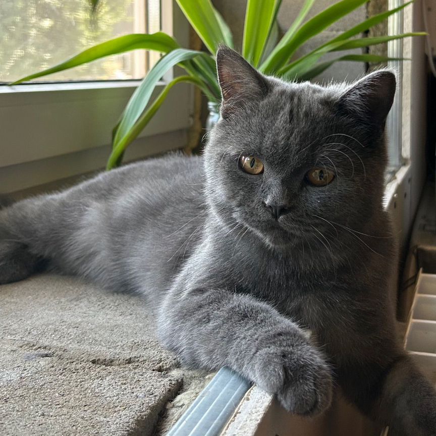 Отдам кота в добрые руки