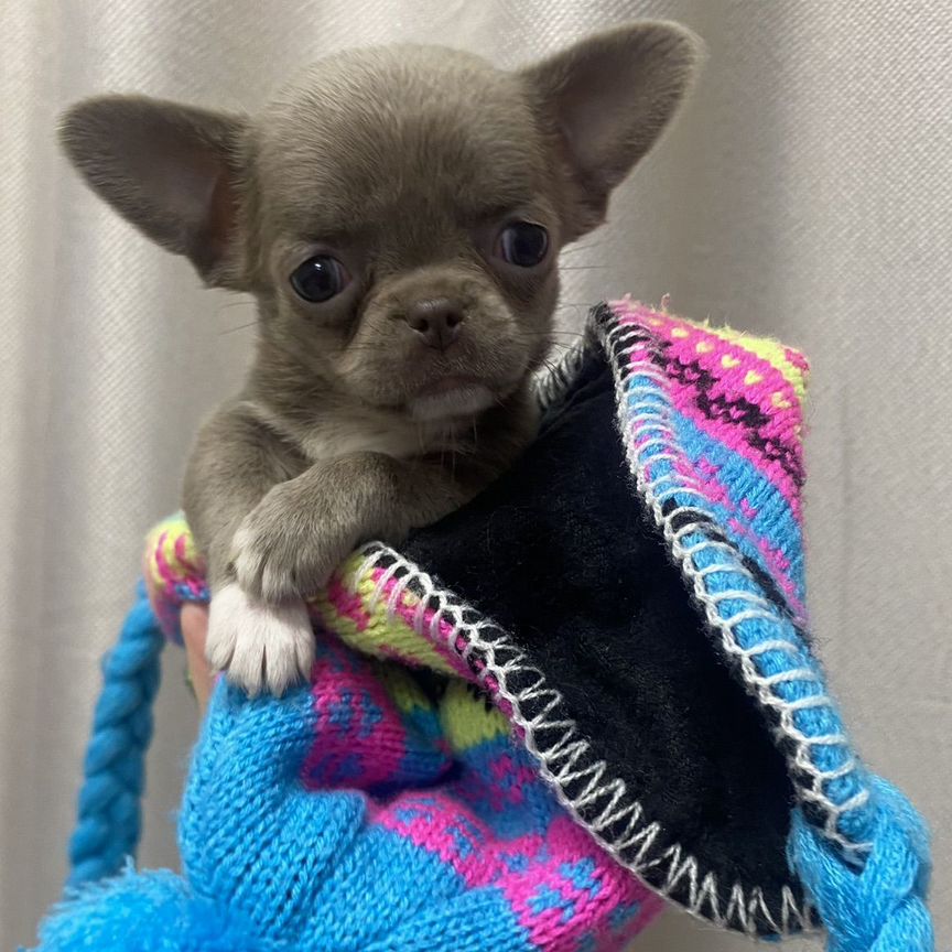 Чихуахуа, щенок