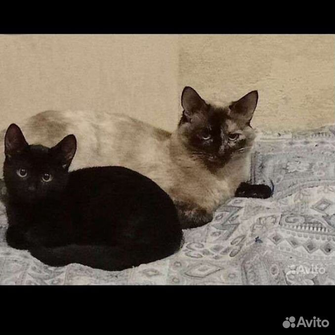 Милые Котейки