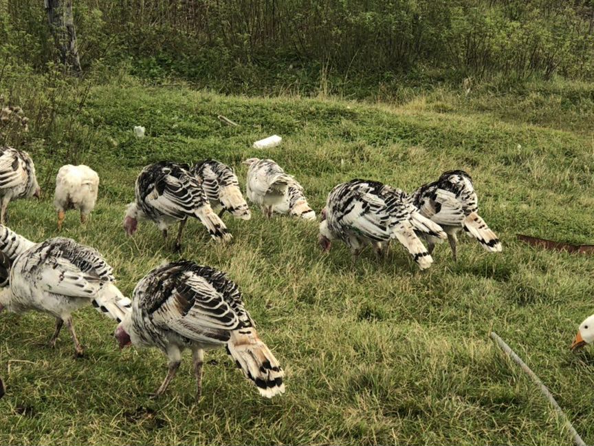 Гуси индейки утки в продоже