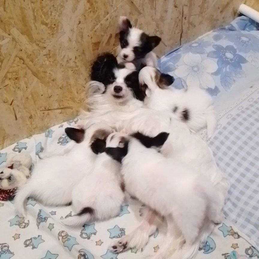 Папийон бабочка