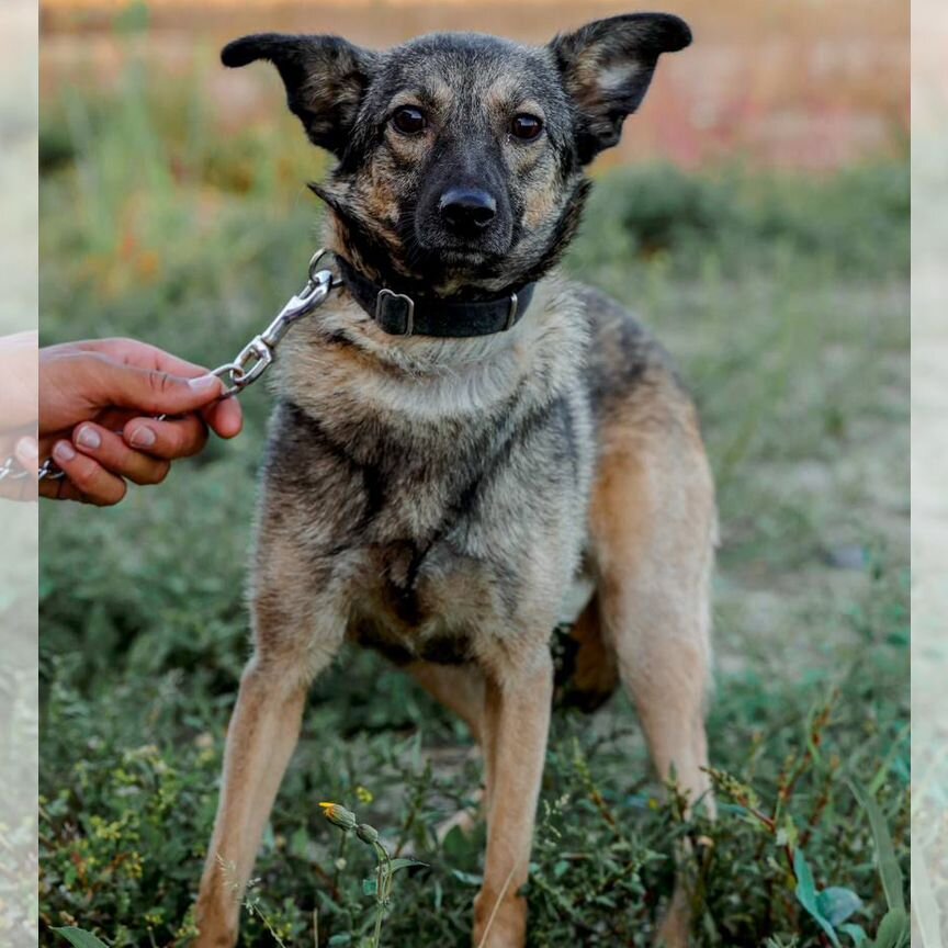 Собака девочка бесплатно