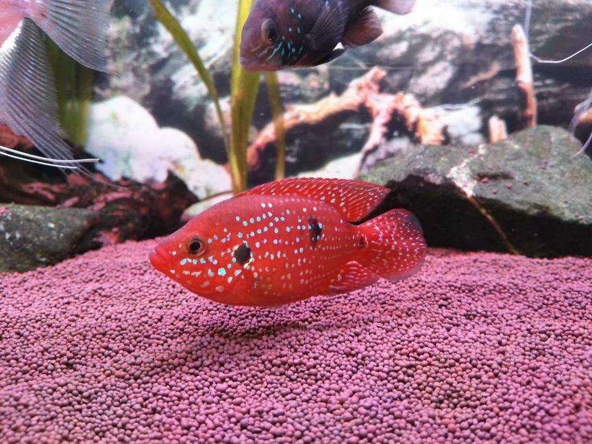 Аквариумные рыбки