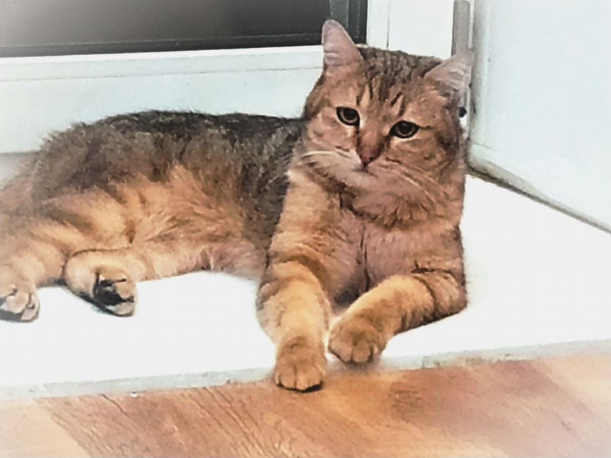 Кот