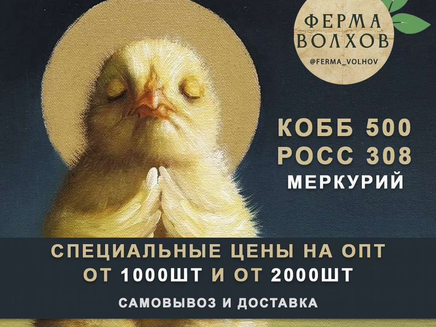 Цыплята бройлеры кобб 500 росс 308 оптом