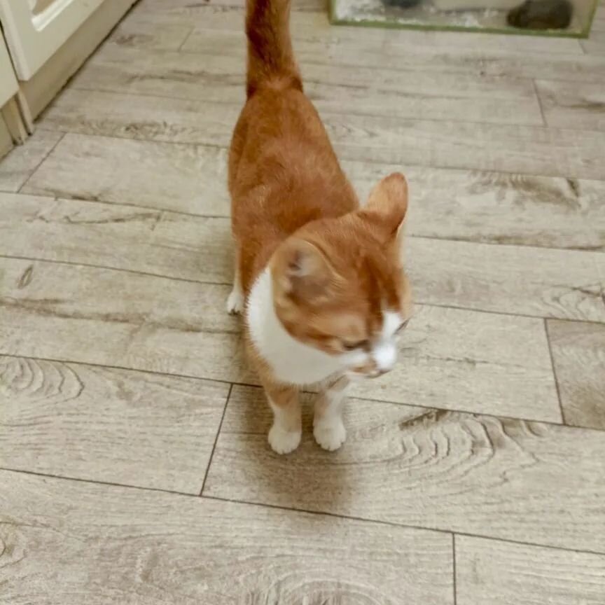 Взрослая кошка в добрые руки