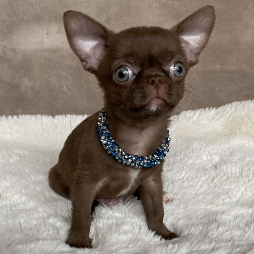 Чихуахуа, щенок