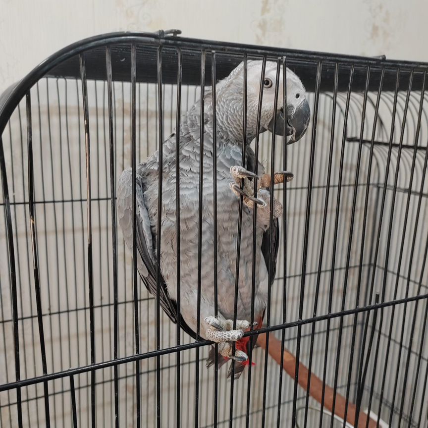 Крупный попугай Жан