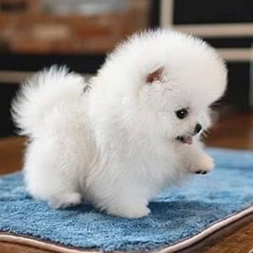 Померанский шпиц, щенок