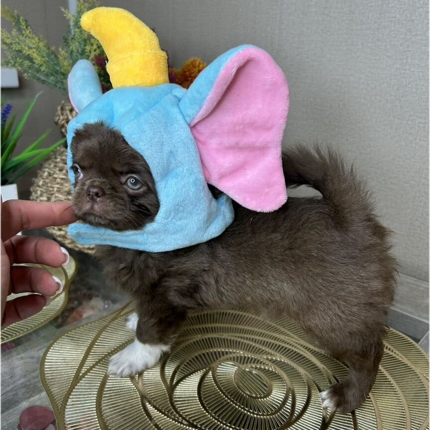 Чихуахуа, щенок