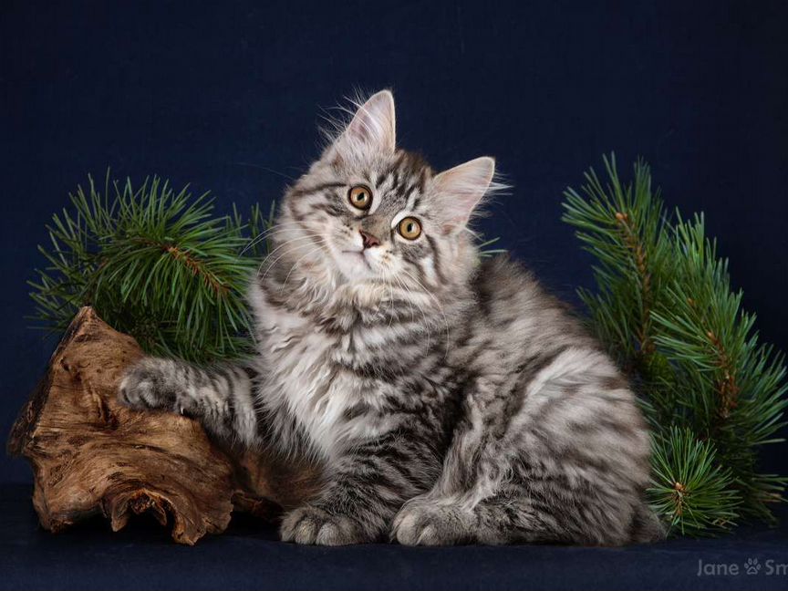 Курильский бобтейл редкого окраса