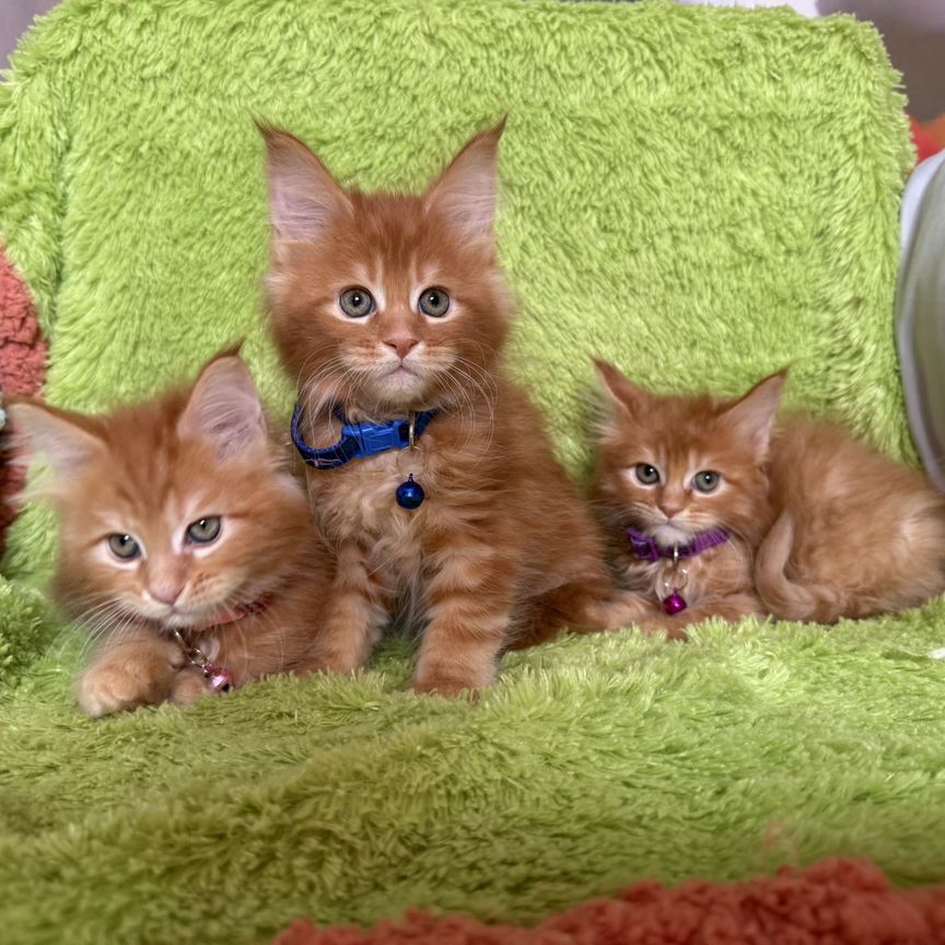 Мейн-кун от чемпиона