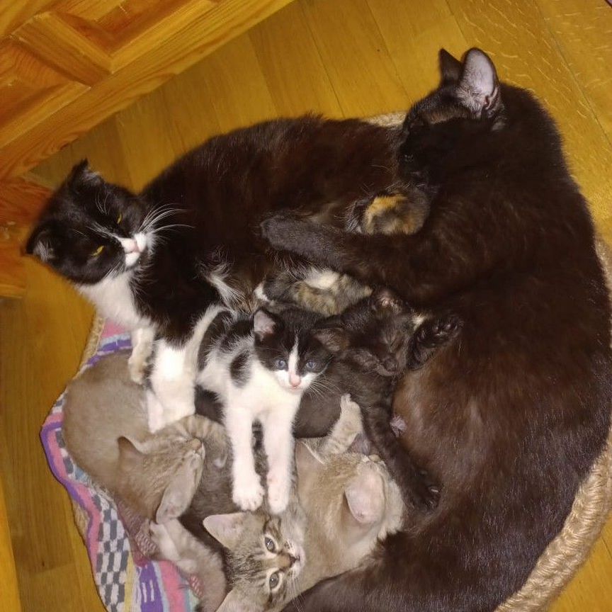 Котята в добрые руки 1 месяц
