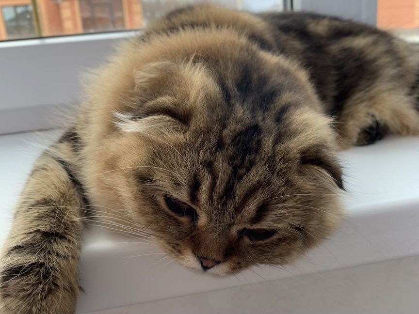 Кошка вислоухая