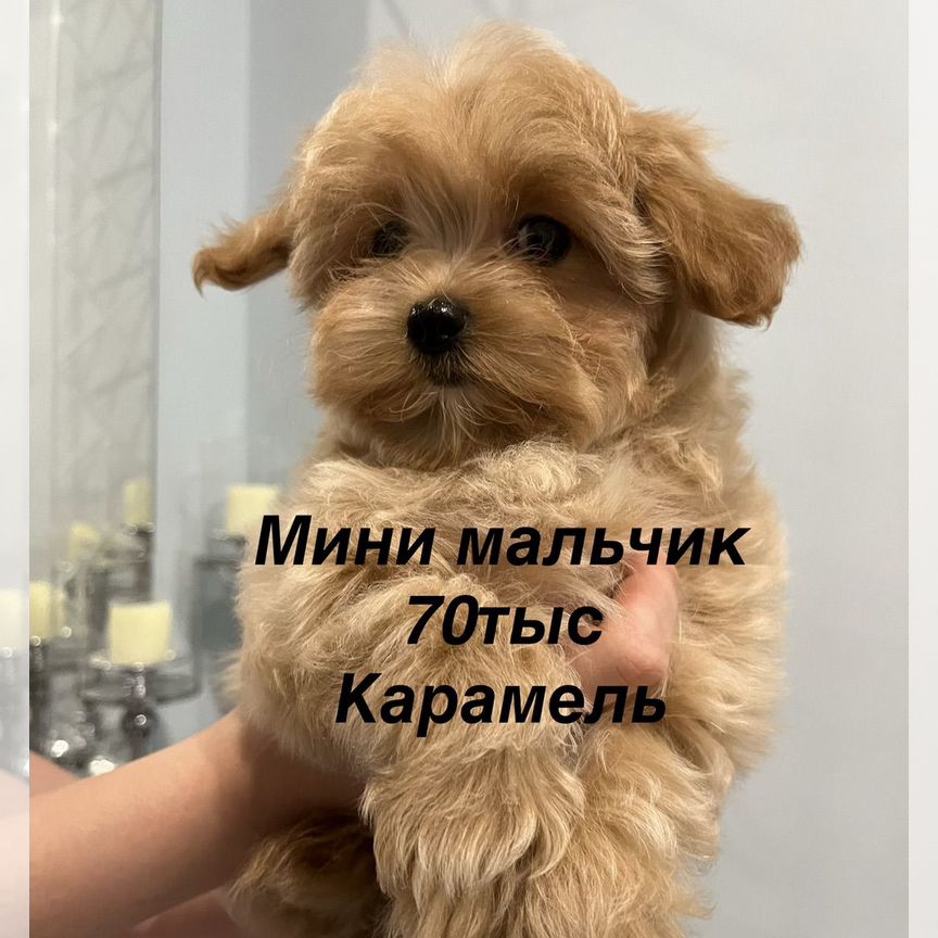 Мальтипу, щенок