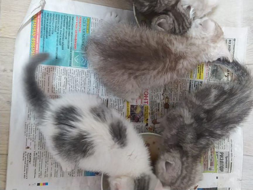 Котята Шотландские вислоухие