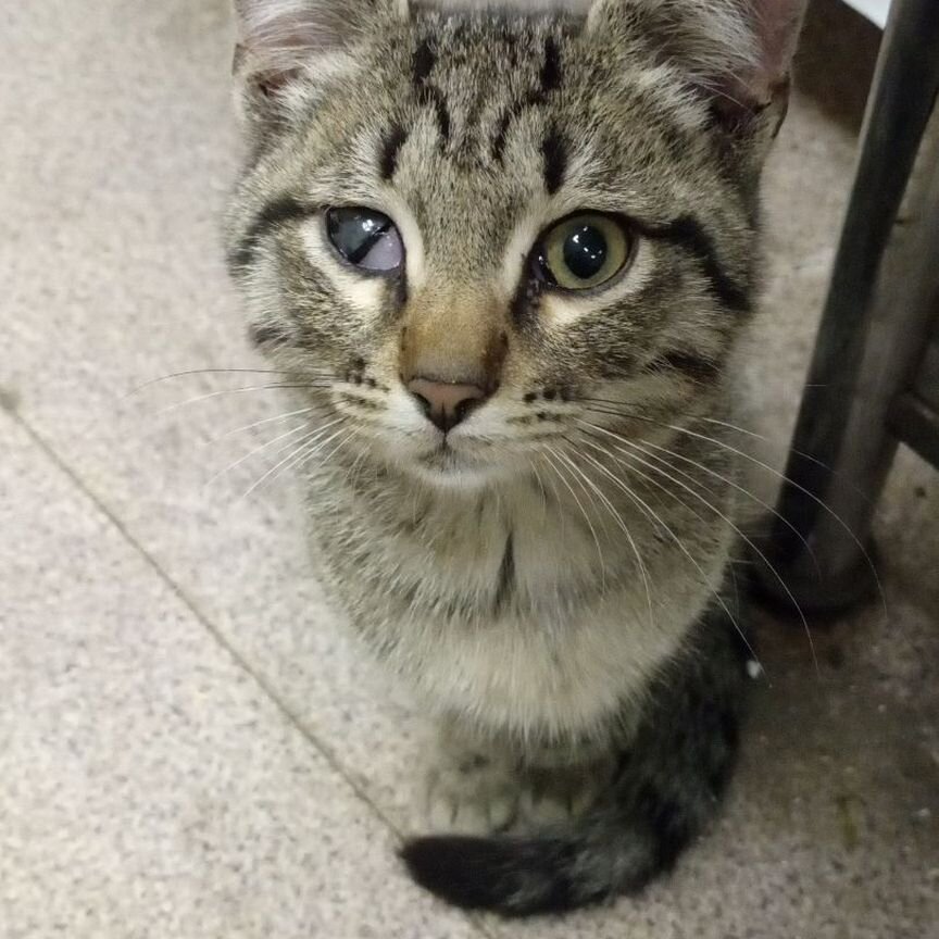 Маленький кот