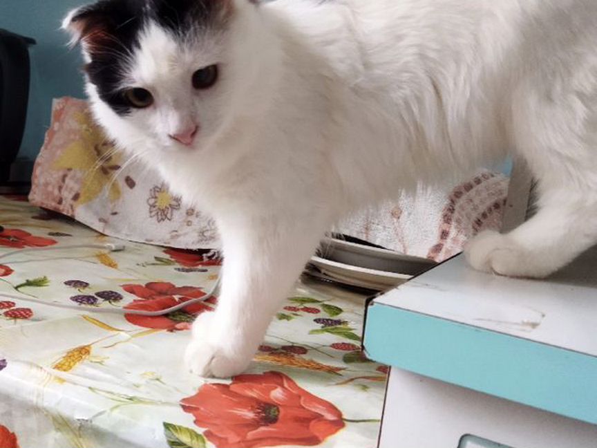 Котёнок игривый и ласковый- возраст 4-4,5мес