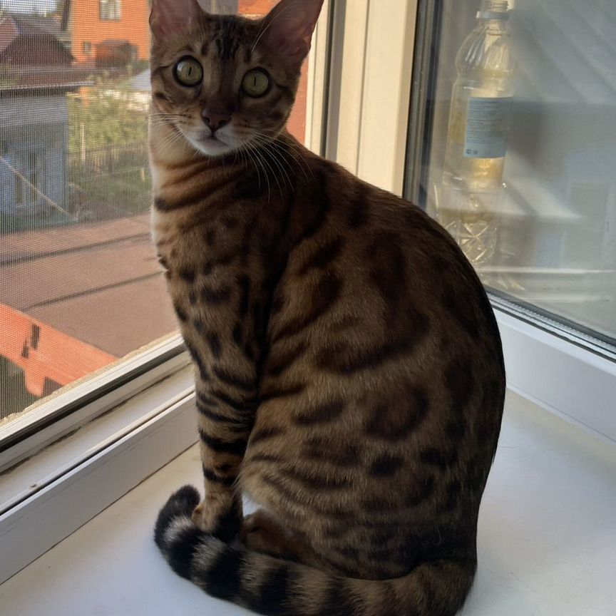 Бенгальская кошка