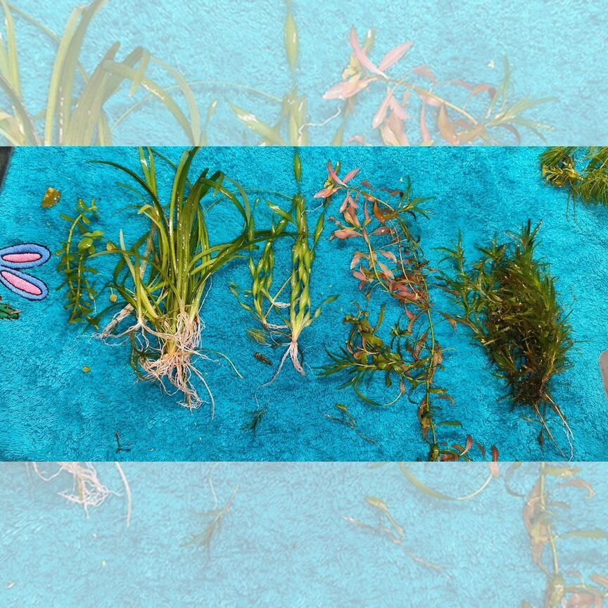 Аквариумное растение