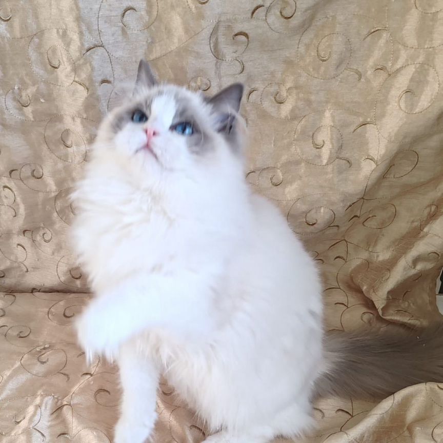 Котик рэгдолл в разведение