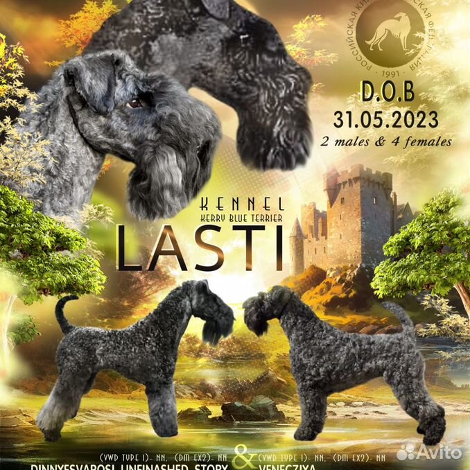 Щенки Керри блю терьера
