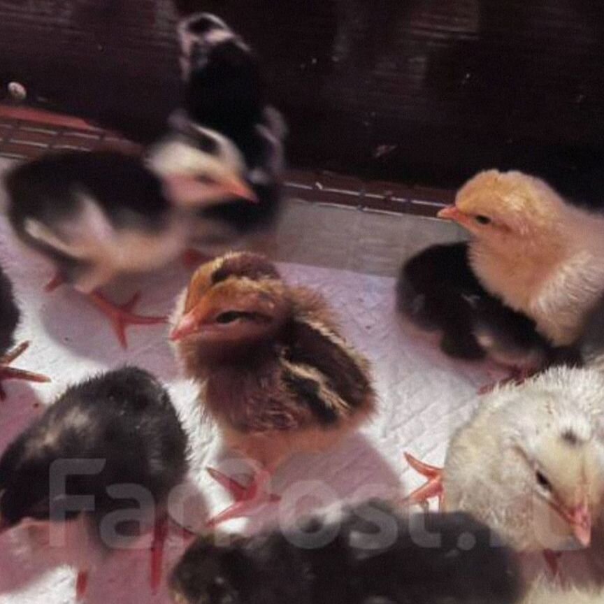 Цыплята суточные, наседка с цыплятами