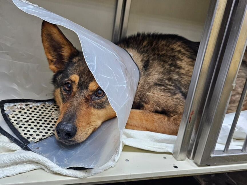 У собаки опухоль. На доживание