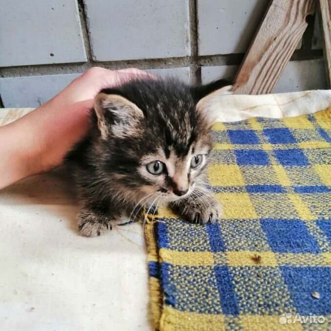 2 катёнка бесплатно