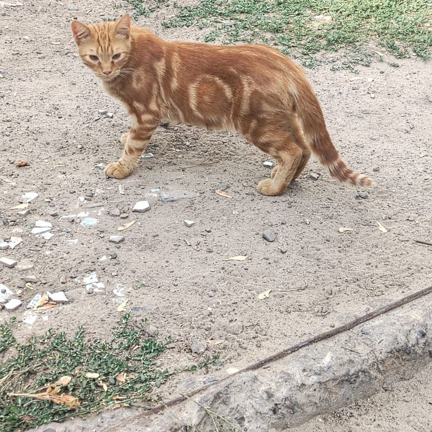 Пристраиваются в добрые руки
