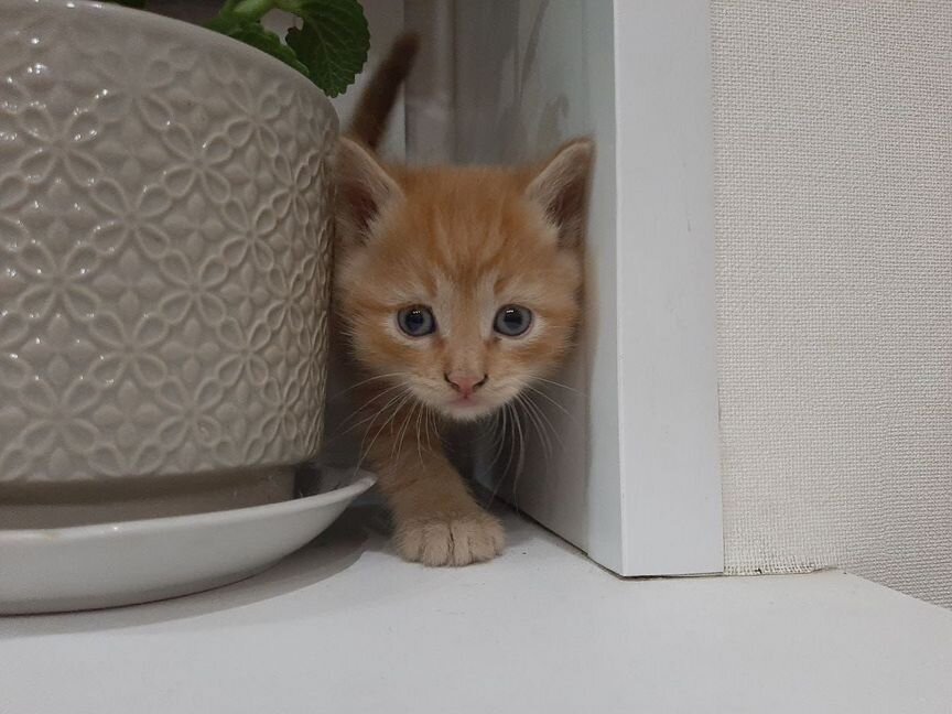 Котята в добрые руки бесплатно