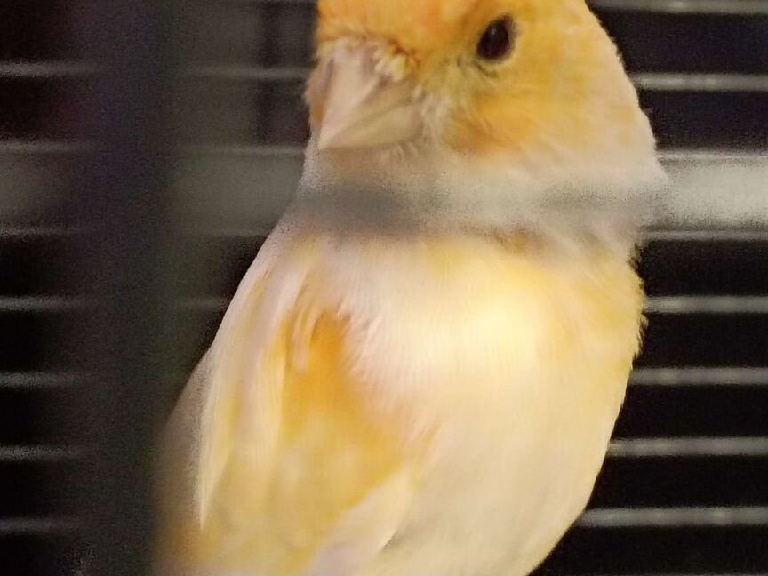 Кенара и канарейки