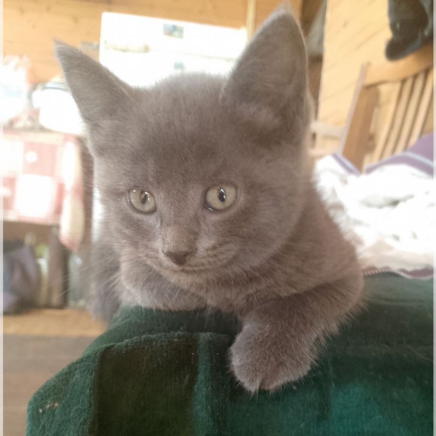 Котята