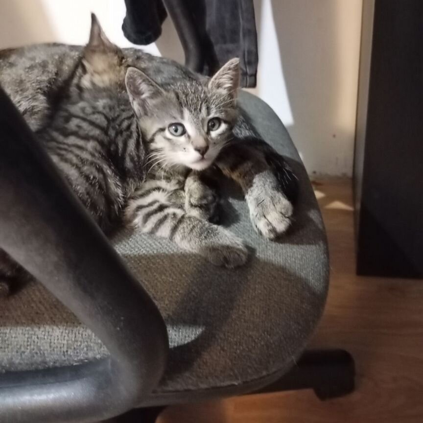 Отдам котенка в добрые руки