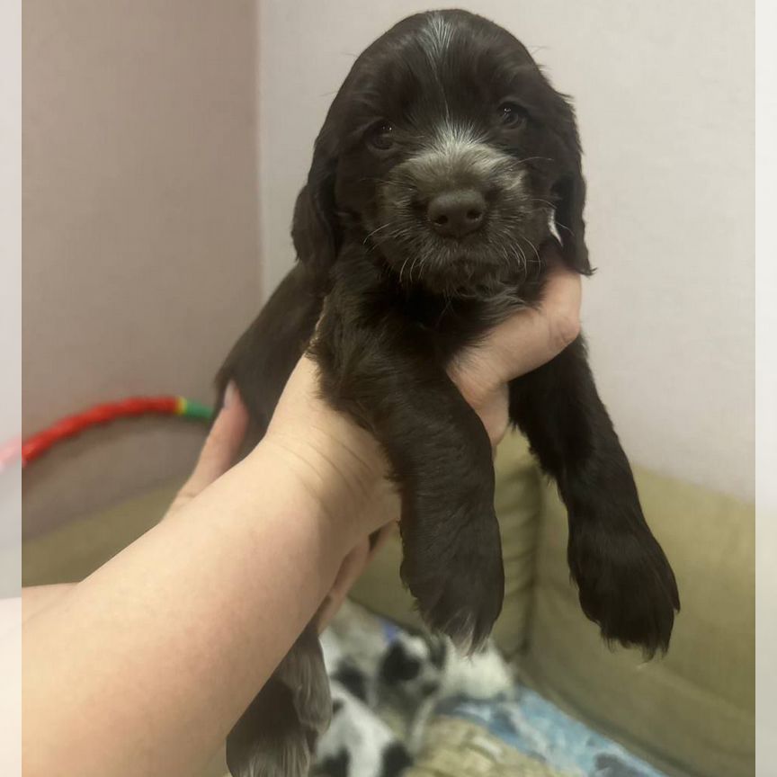 Русский охотничий спаниель, щенок