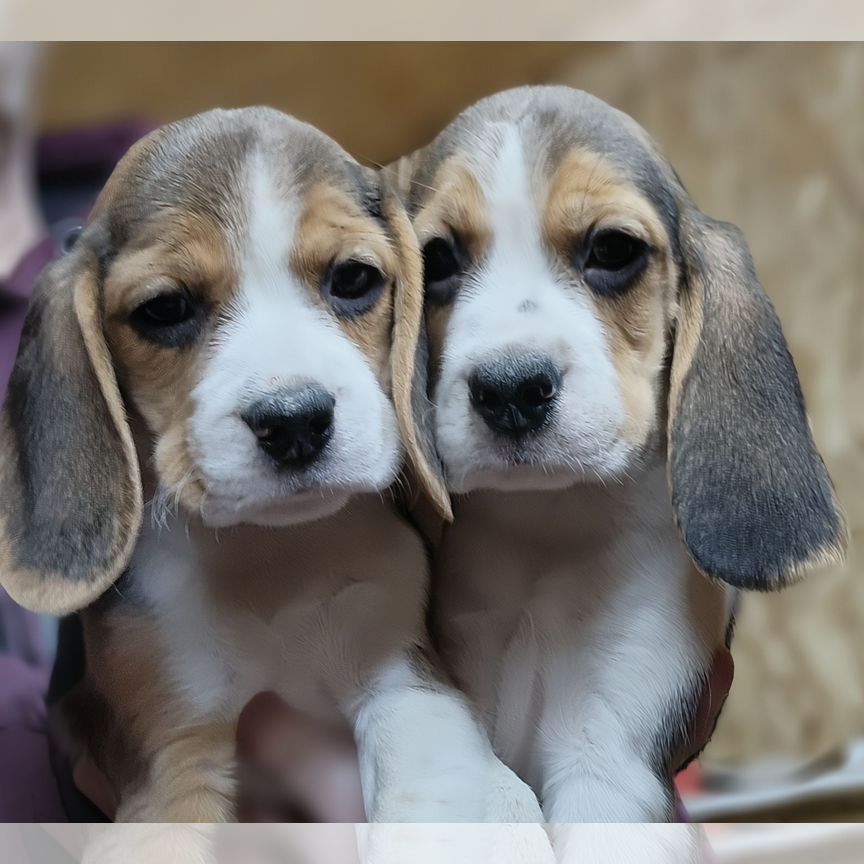 Бигль, щенок