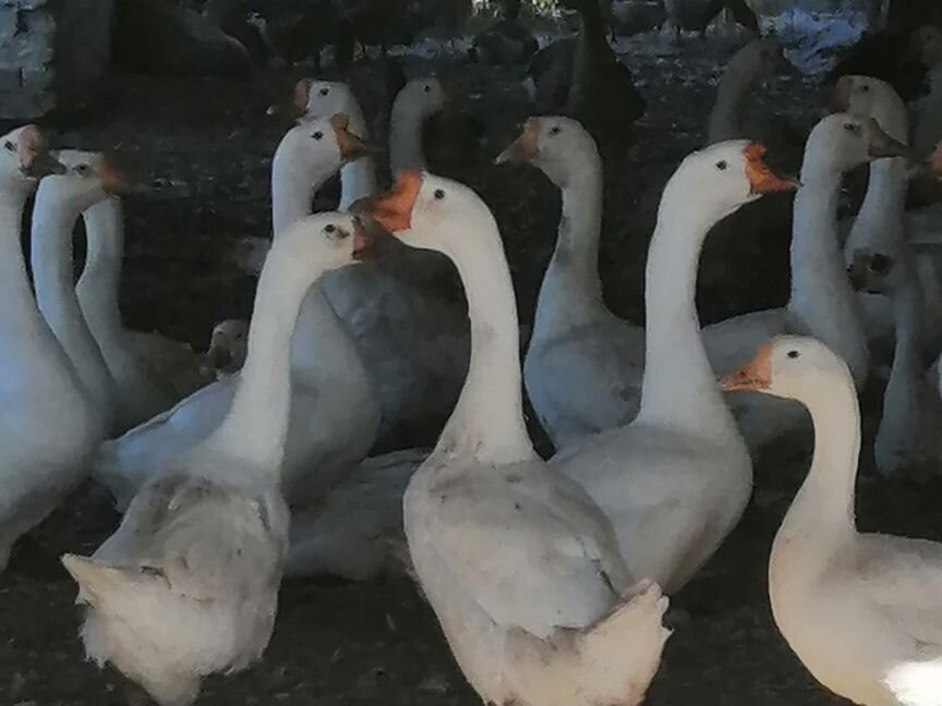 Гуси гусь родительское стадо