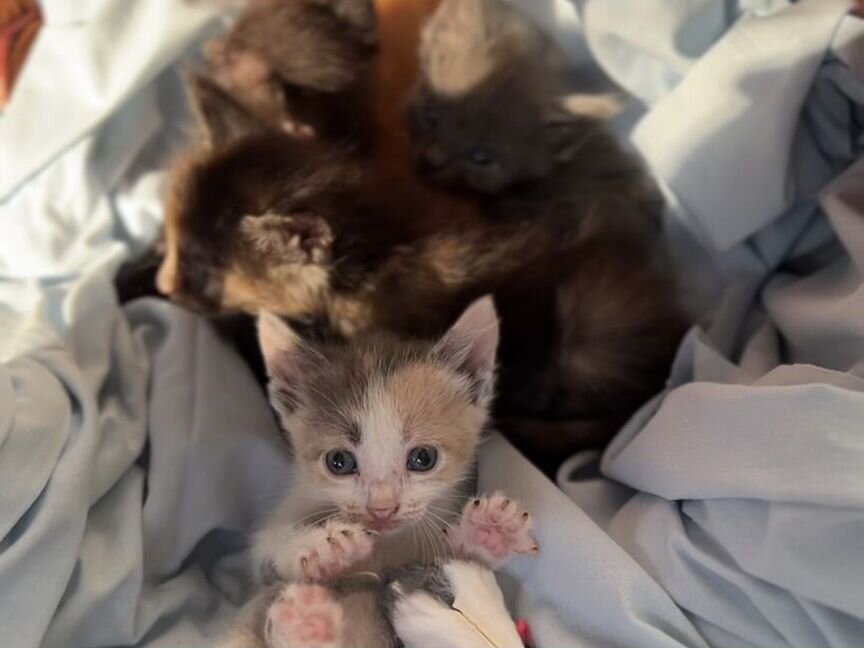 Котята в добрые руки