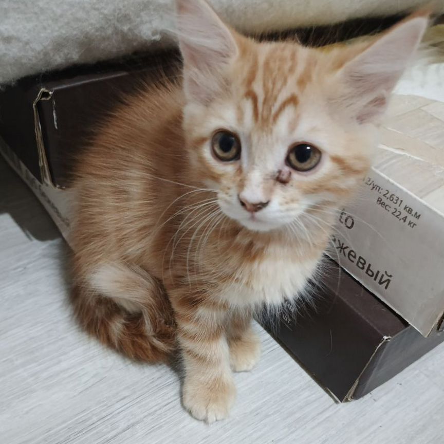 Котята в добрые руки бесплатно девочка