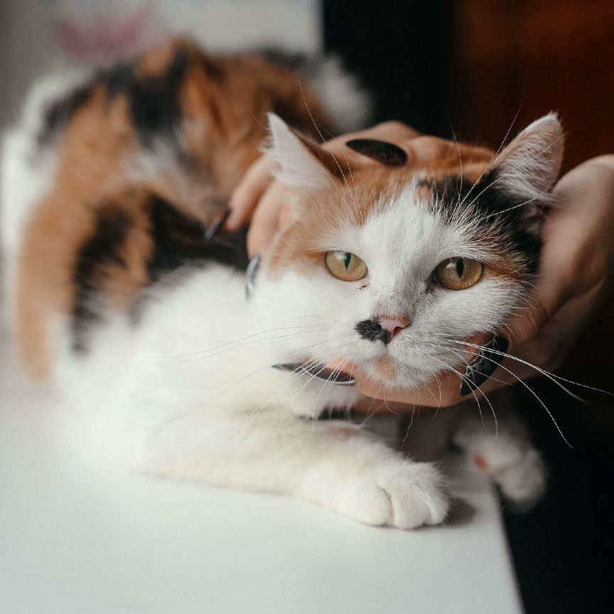 Кошка Матильда ищет дом