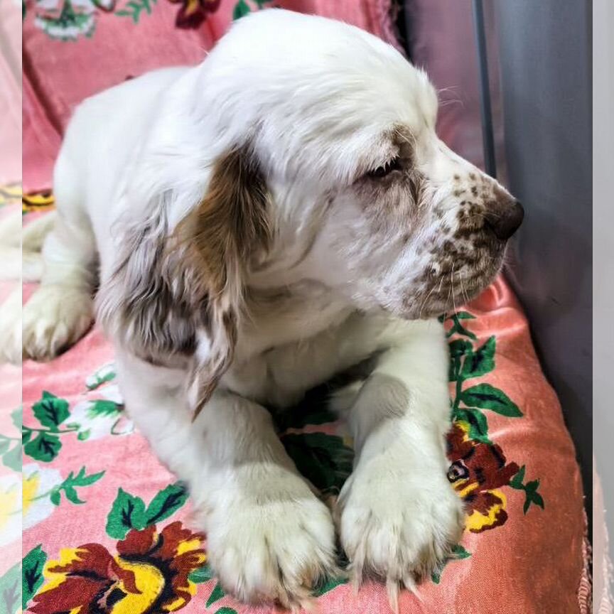 Очаровашки