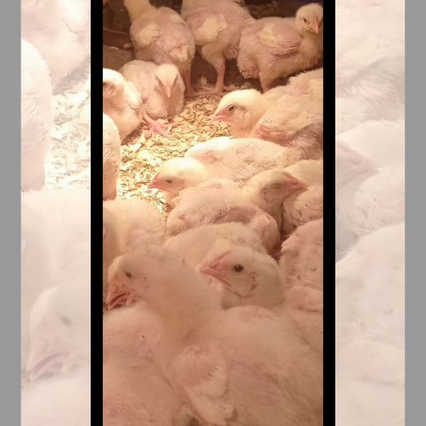 Цыплята бройлеры кобб 500 подрощенные