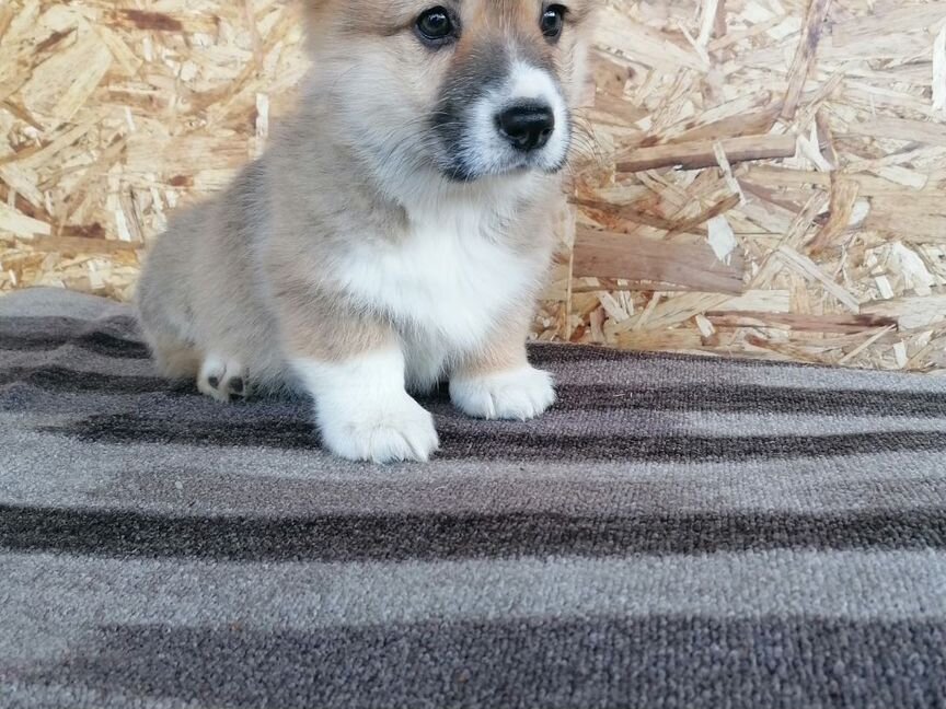 Вельш-корги пемброк