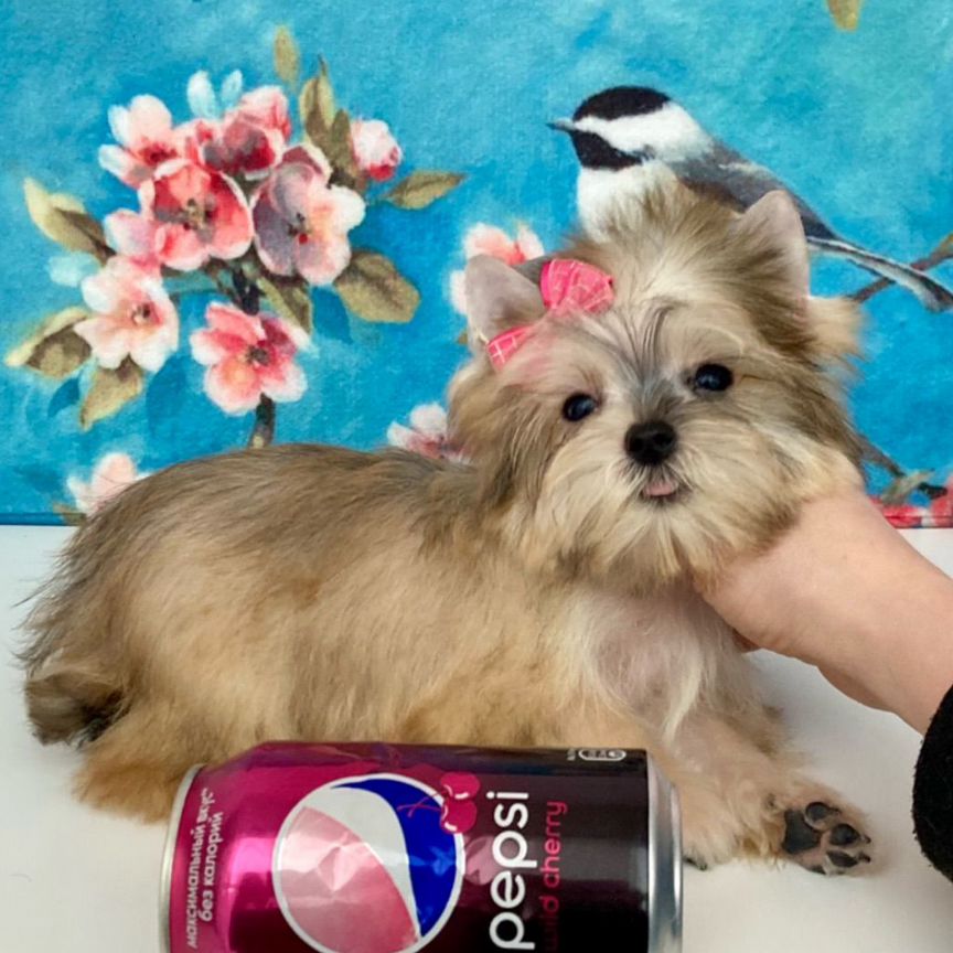 Йоркширский терьер, щенок