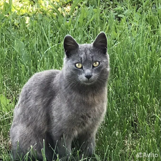 Котик милашка