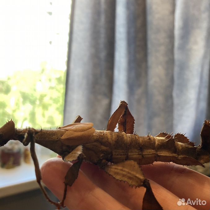 Австралийский палочник,нимфа и яйца