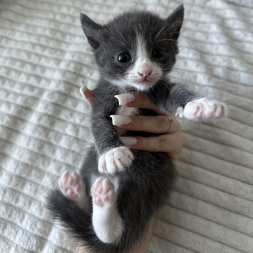 Котёнок в добрые руки